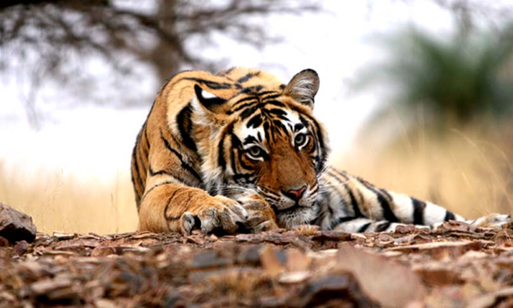 Tiger Found Dead with Mutilated Paw; Poaching Suspected - Parliamentarian